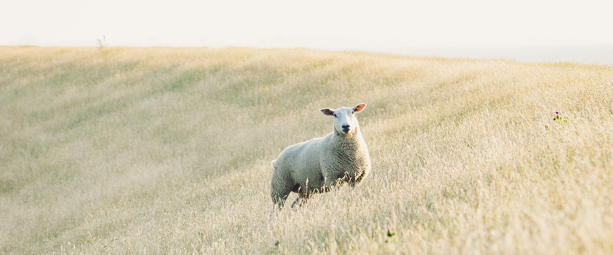 Yahweh Rohi God Our Shepherd - Leading The Way Canada